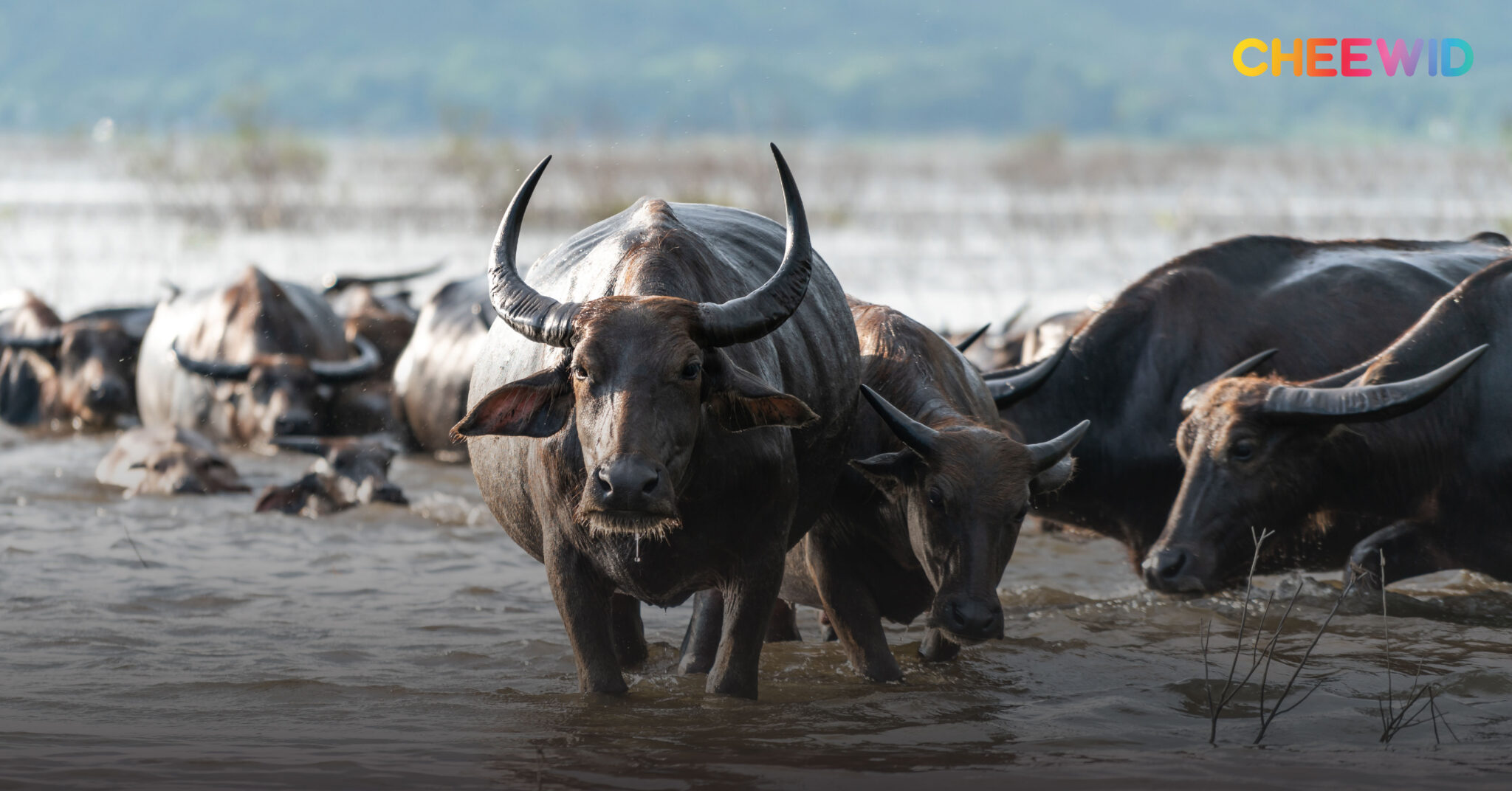 เปิดรายชื่อสัตว์ป่าสงวนในไทย 19 ชนิด มีอะไรบ้างมาดูกัน! | CHEEWID