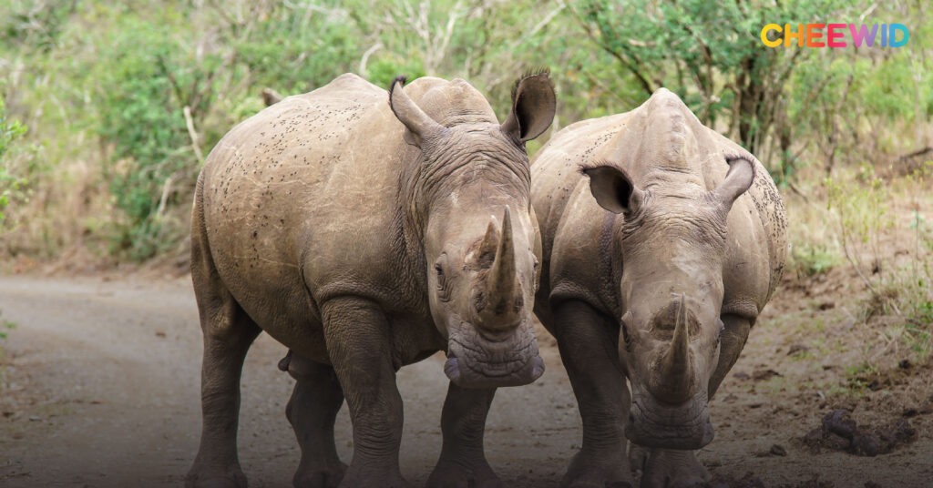 เปิดรายชื่อสัตว์ป่าสงวนในไทย 19 ชนิด มีอะไรบ้างมาดูกัน! | CHEEWID