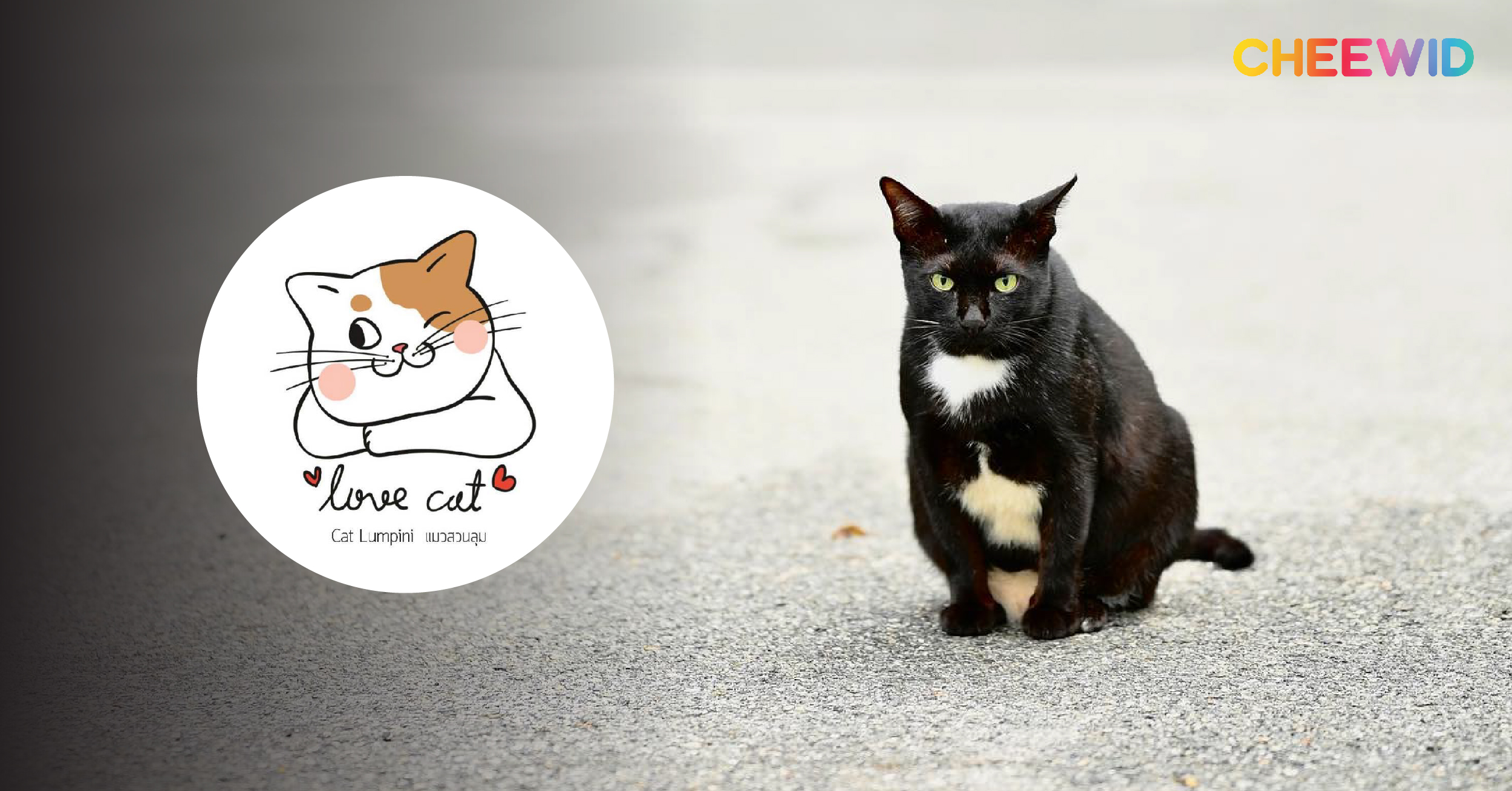 9 มูลนิธิช่วยเหลือแมวจรจัด สถานที่รับเลี้ยงแมว เพื่อความเป็นอยู่ที่ดี ...